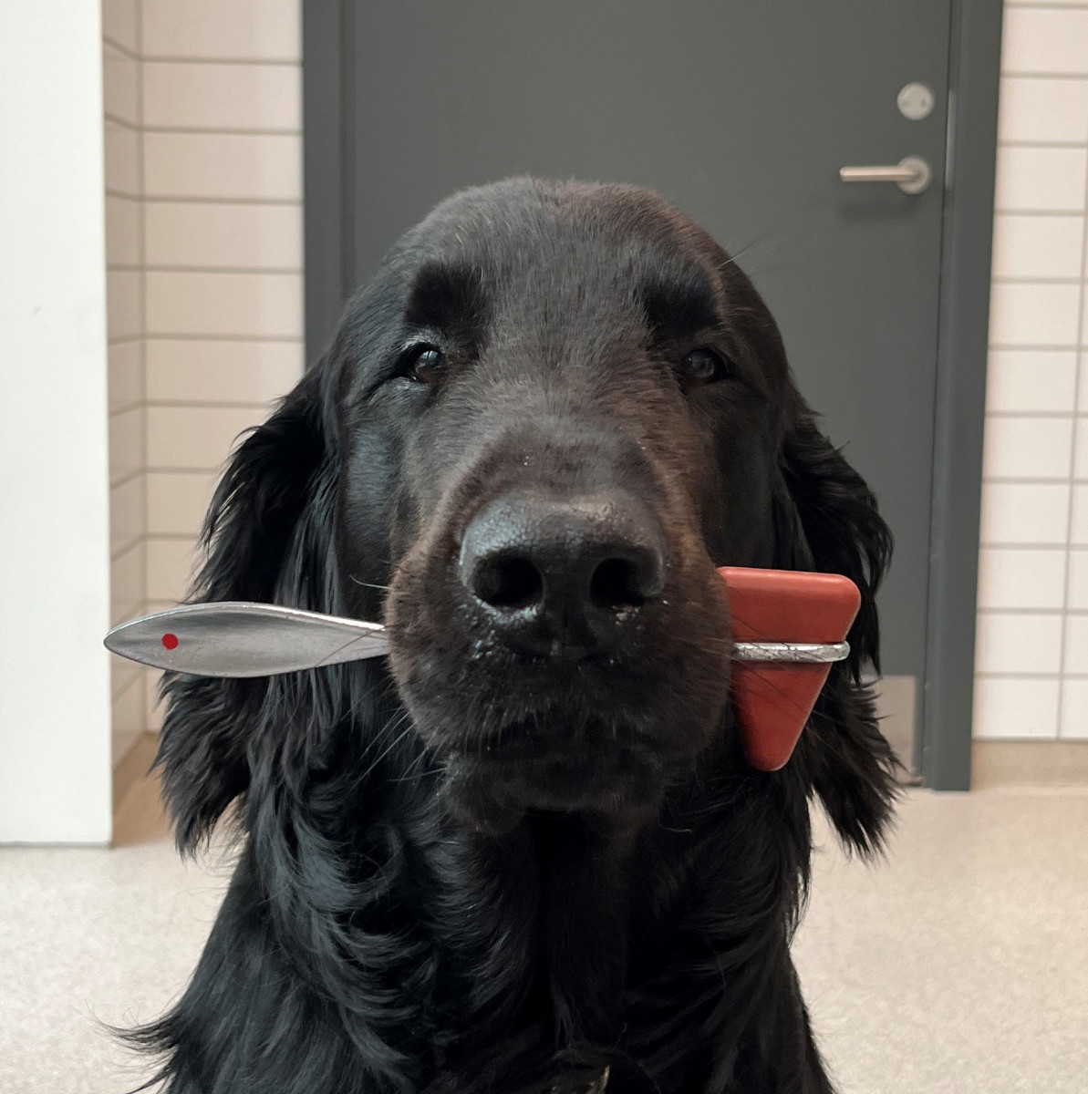 Tradition i udvikling — Læs de seneste nyheder og fagartikler