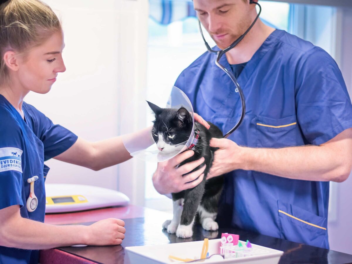 Veterinärer till Djursjukhuset Malmö - Nyexaminerade eller erfarna ...