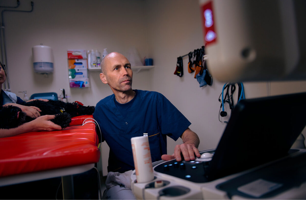 Samspillet mellem den veterinære og humane verden udvikler kardiologien